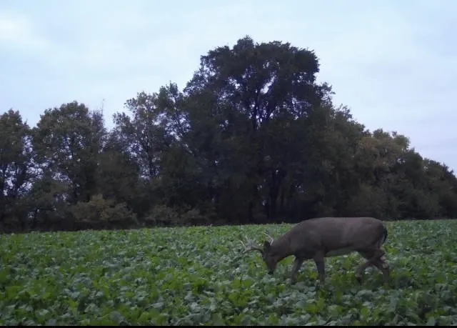 Polansky Mixes - Polansky Seed
